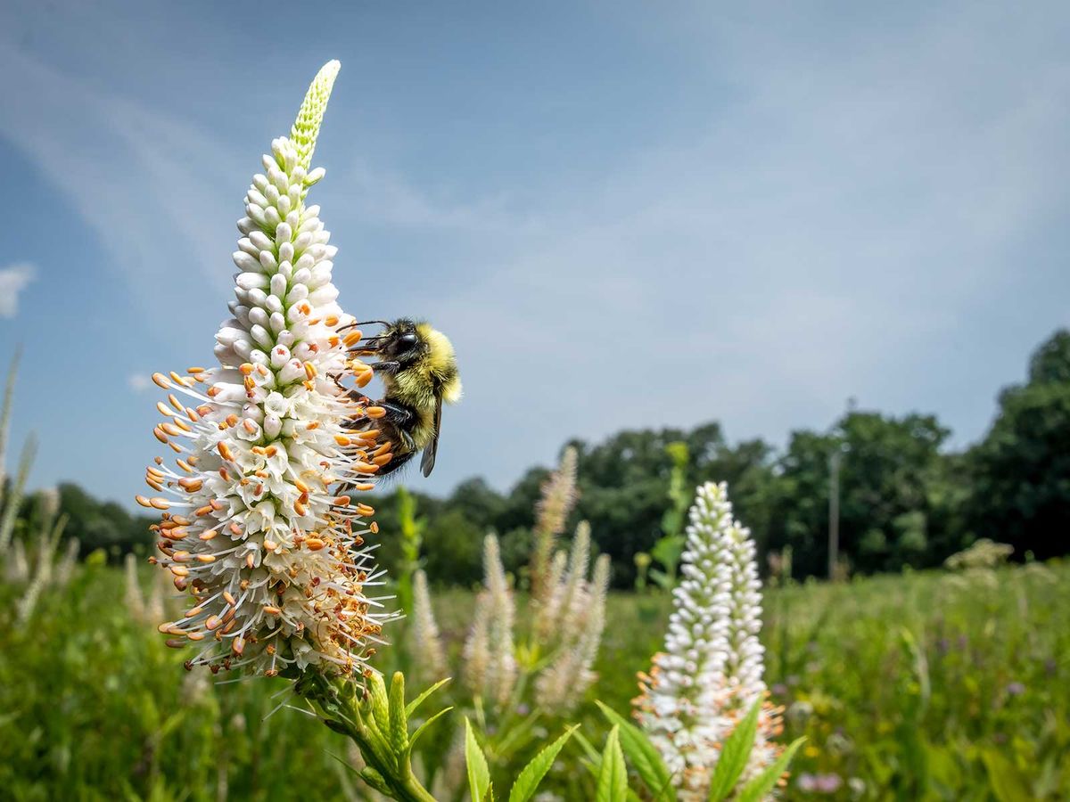 Can the Endangered Rusty Patched Bumblebee Survive? - Favefy.com ...