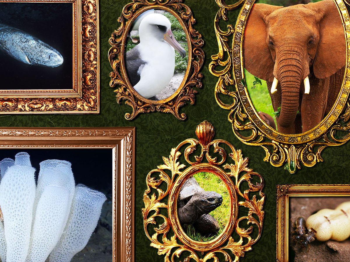 From Giant Tortoises to Immortal Jellyfish, These Impressive Animals ...