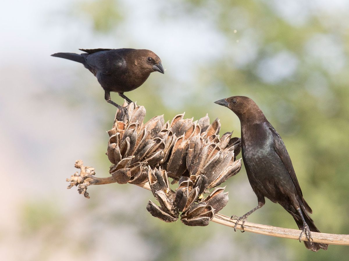 A Revealing Look Into the Surprisingly Tricky Sex Lives of Birds ...